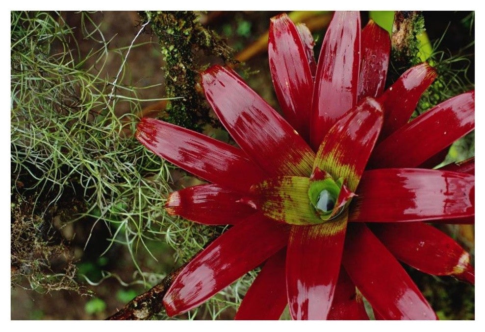 Tufted Airplant And Spanish Moss La Planada Reserve Colombia-paper