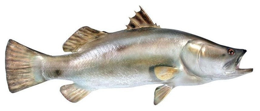 "Barramundi" Fish Wall Mount Trophy Sculpture