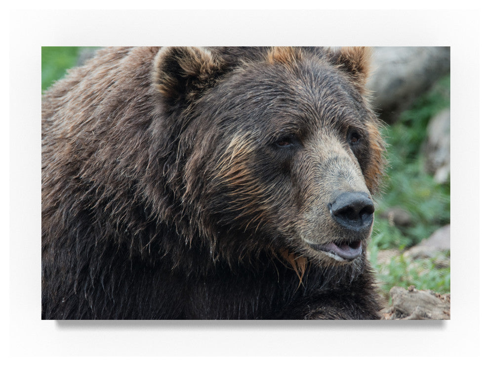 "Brown Bear Center" by Robert Michaud, Canvas Art