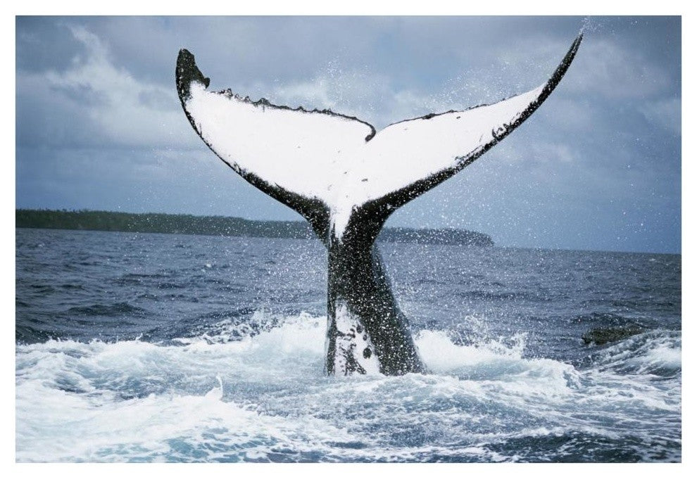 "humpback Whale Tail Tonga" Digital Paper Print By Mike Parry 38"x26