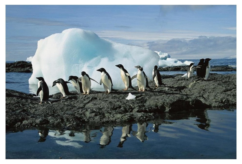 "adelie Penguins Coming Ashore To Rookery Brown Bluff" Paper Art 50"