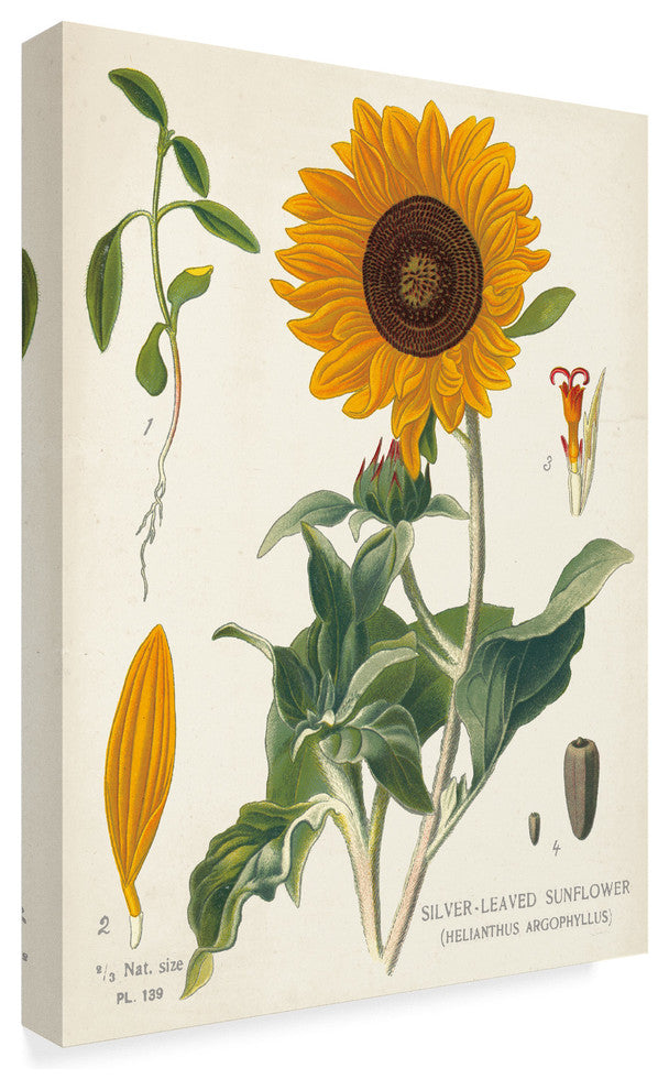 Sue Schlabach 'Sunflower Chart on Ivory' Canvas Art, 47"x35"