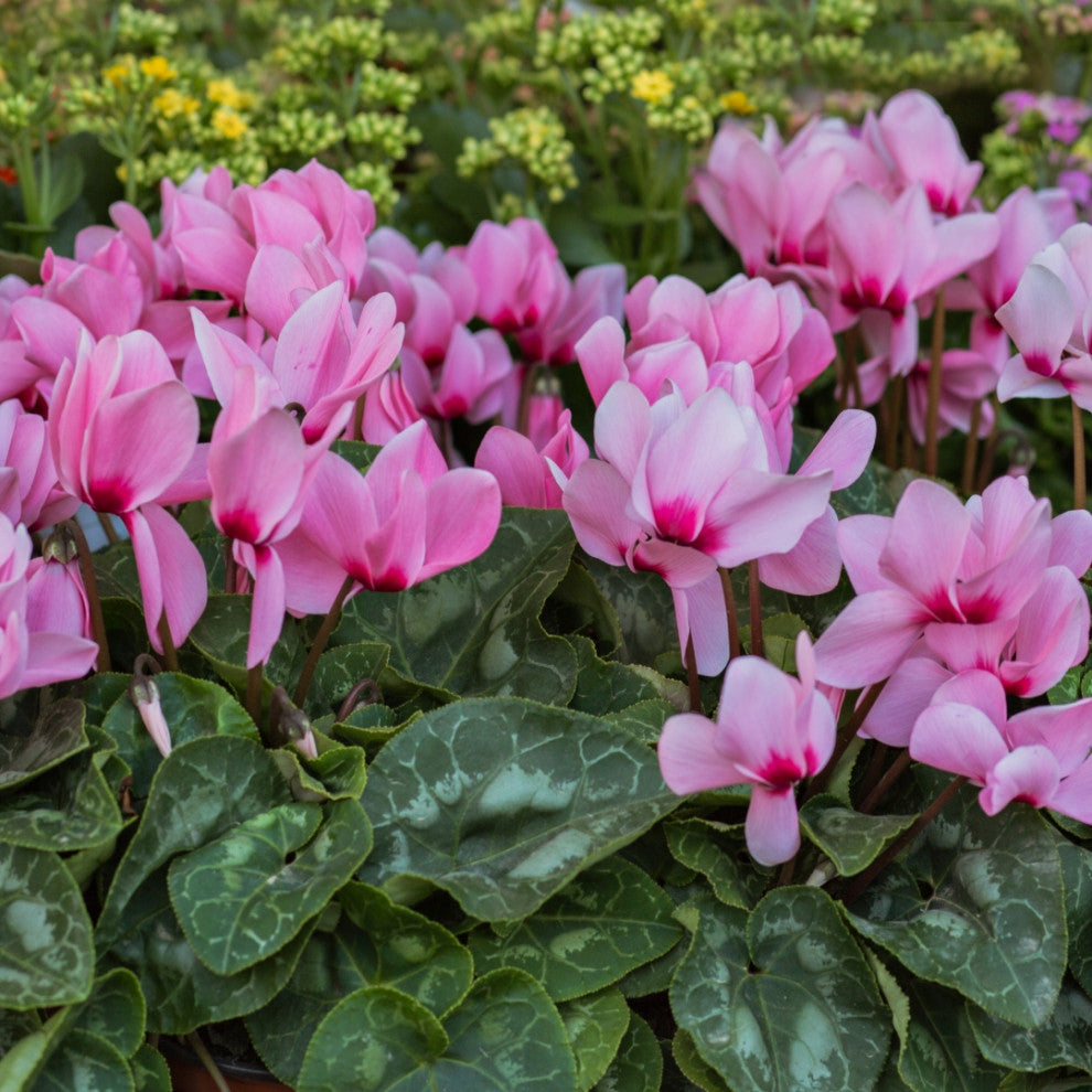 Cyclamen Coum Flowers, 6-Bulbs