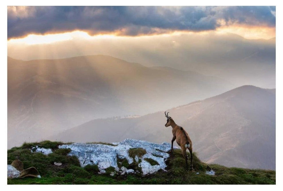 "chamois In Piatra Craiului Romania" Digital Paper Print By Dan Mirica