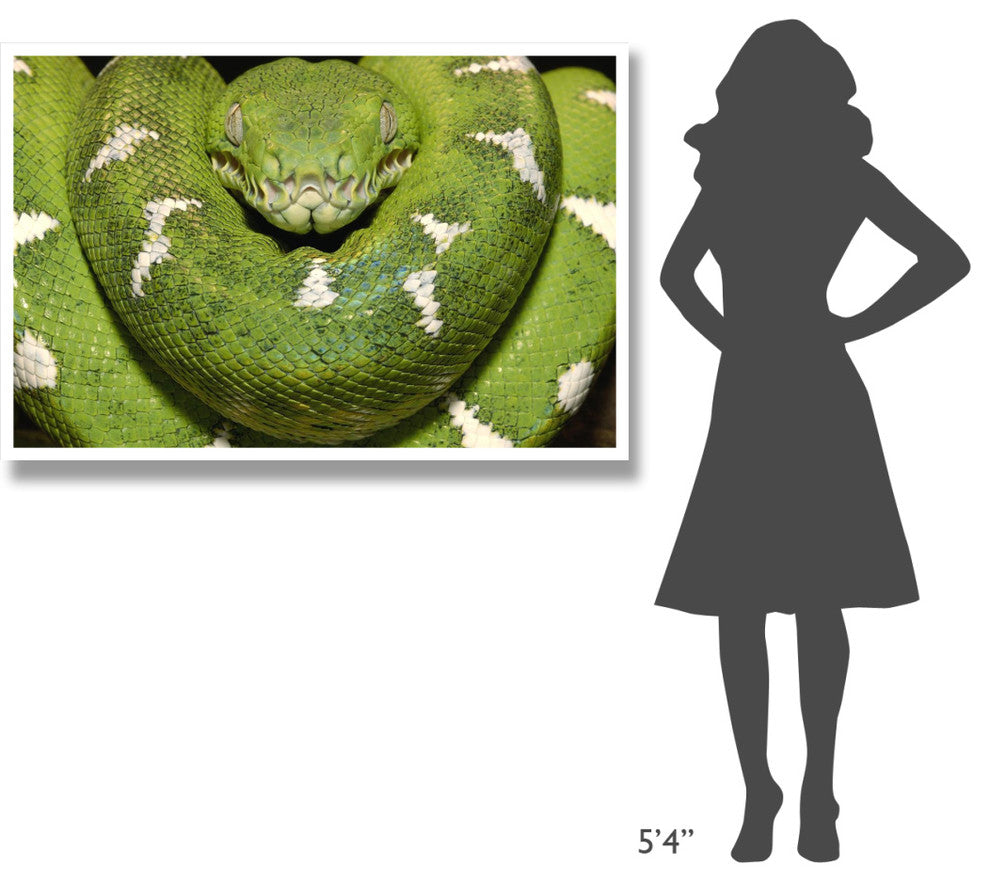 Emerald Tree Boa Showing Thermoreceptors Between The Labial Scales Am