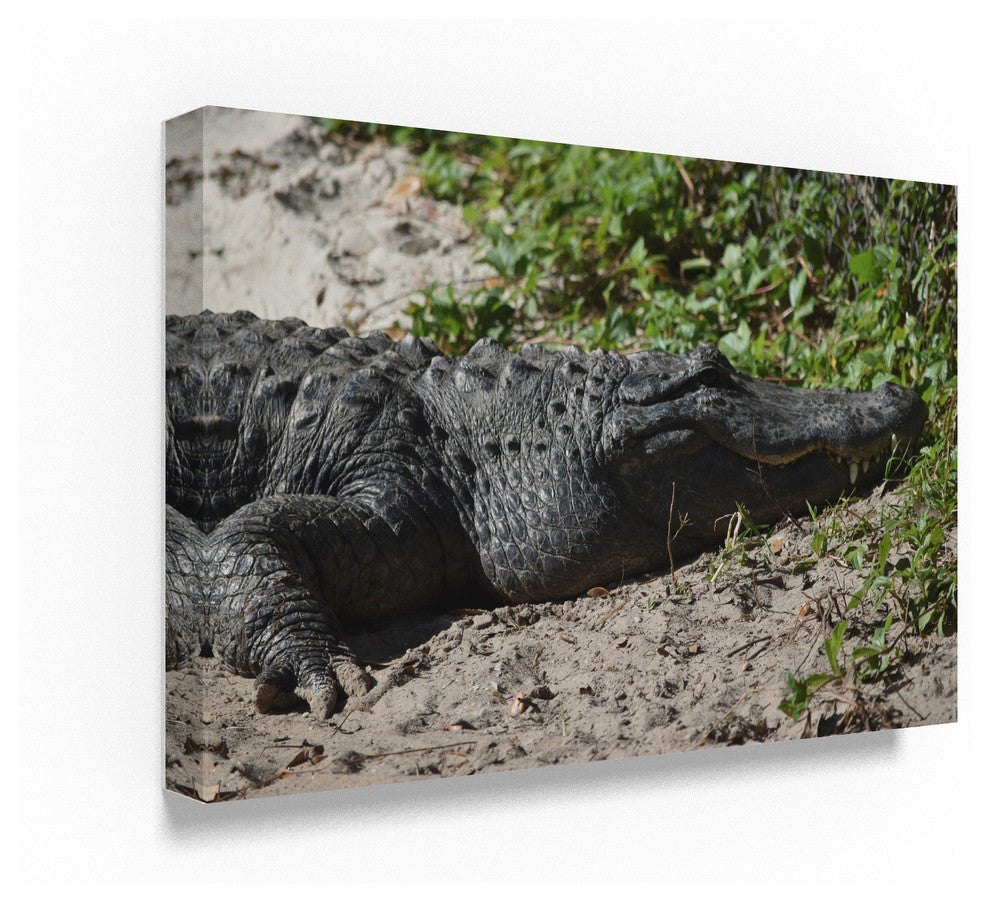 "Alligator" by Robert Michaud, Canvas Art